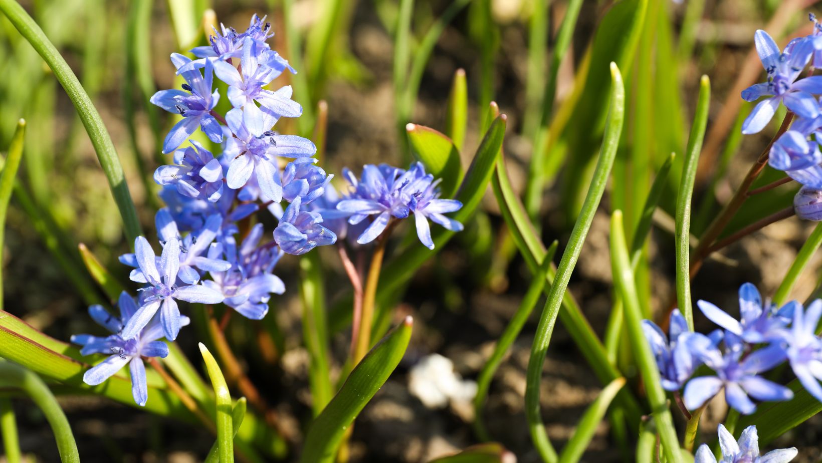 Preserving our native flower bulbs • The KEUKA SUN