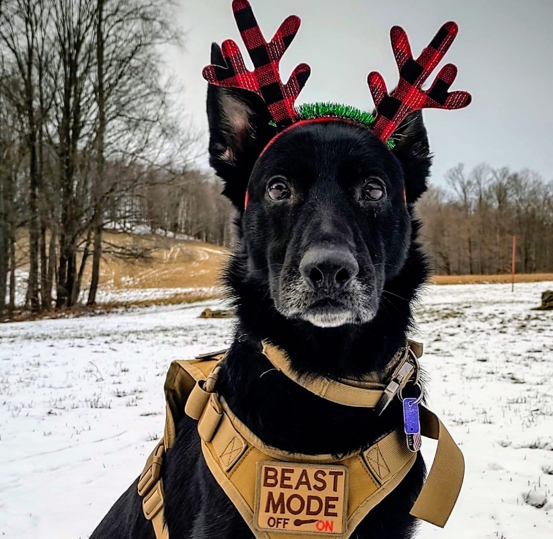 A 'Hero' of Christmas: Retired, war-injured dog honored at Eldred's ...