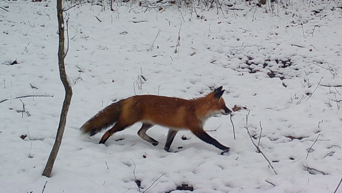 In the Outdoors: Our foxes, Red and Gray • The KEUKA SUN