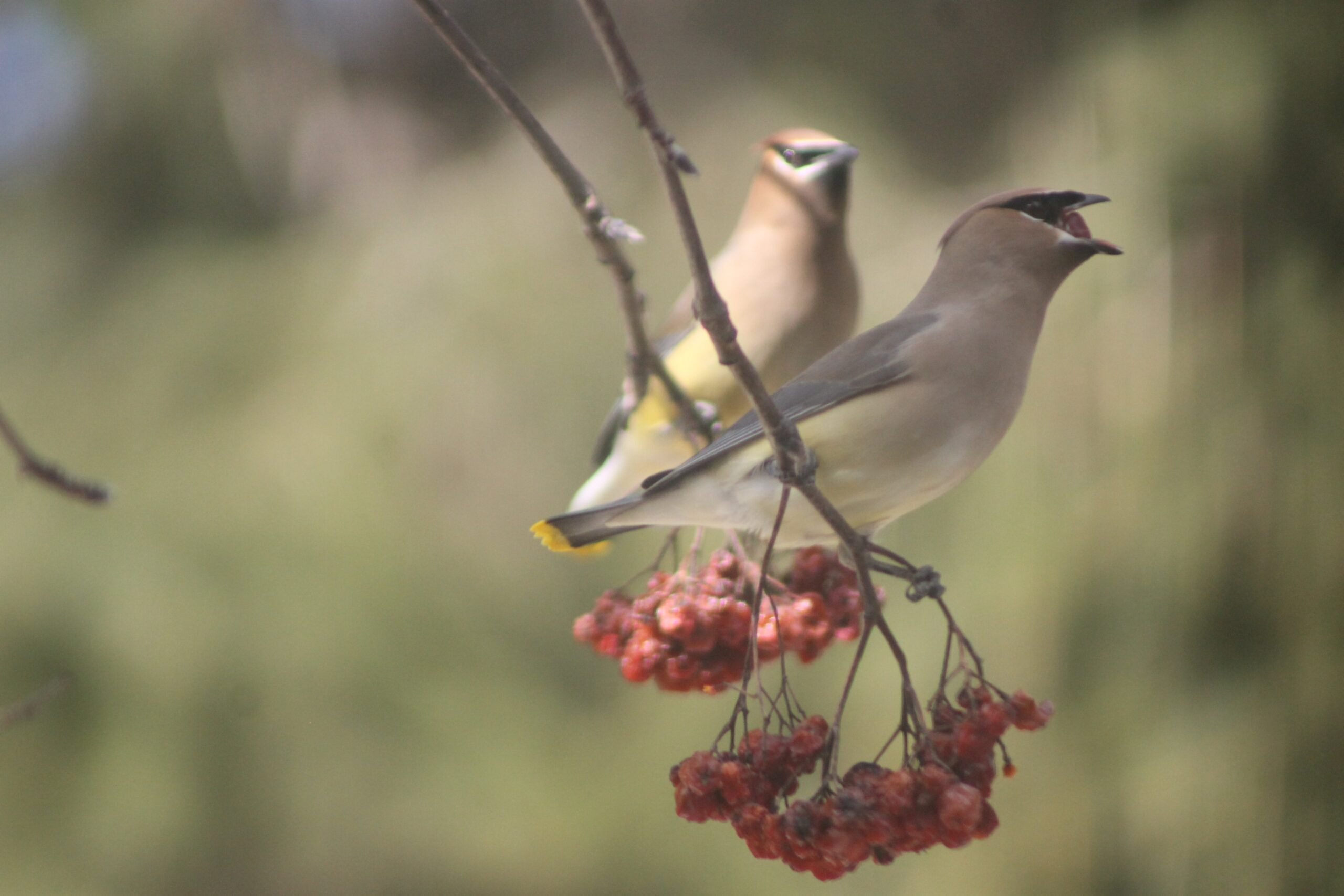 Exploring the Western NY Wilds: Mountain ash – an important tree for ...