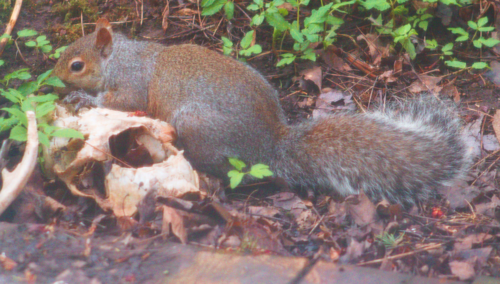 Exploring the Western NY Wilds: The case of the skull-eating squirrels ...