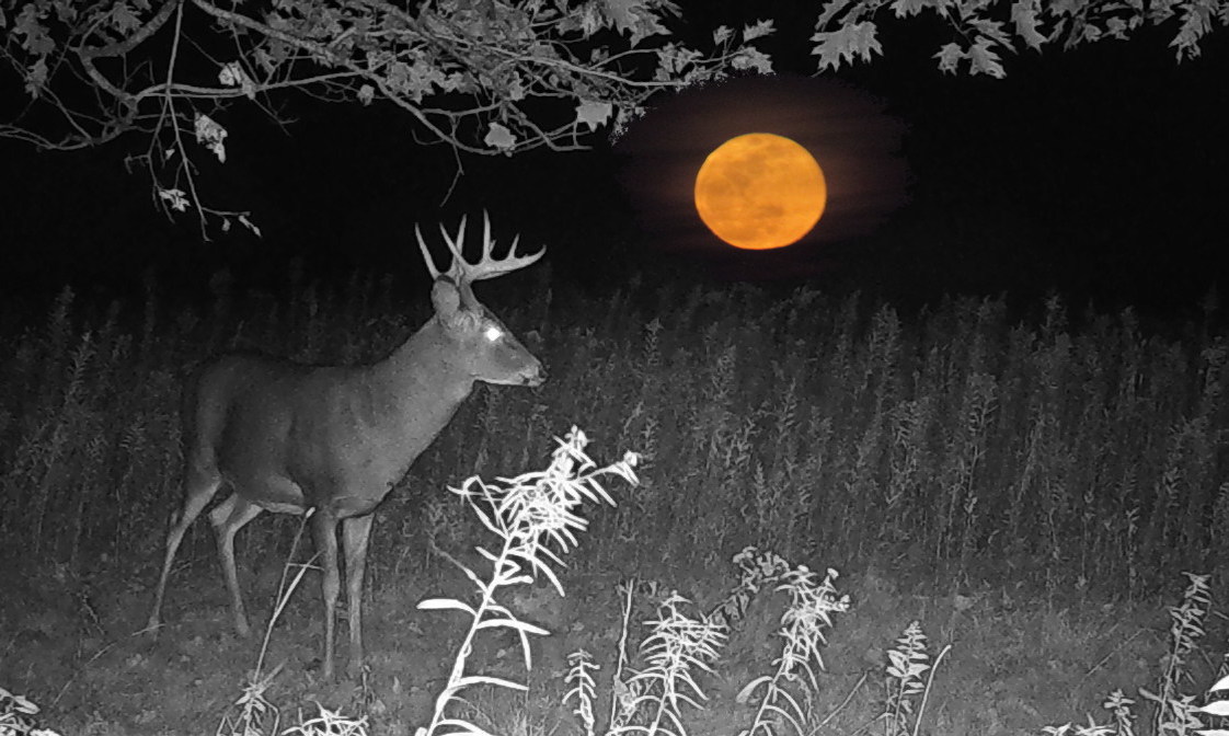 In the Outdoors: Moonlight and the deer • The KEUKA SUN