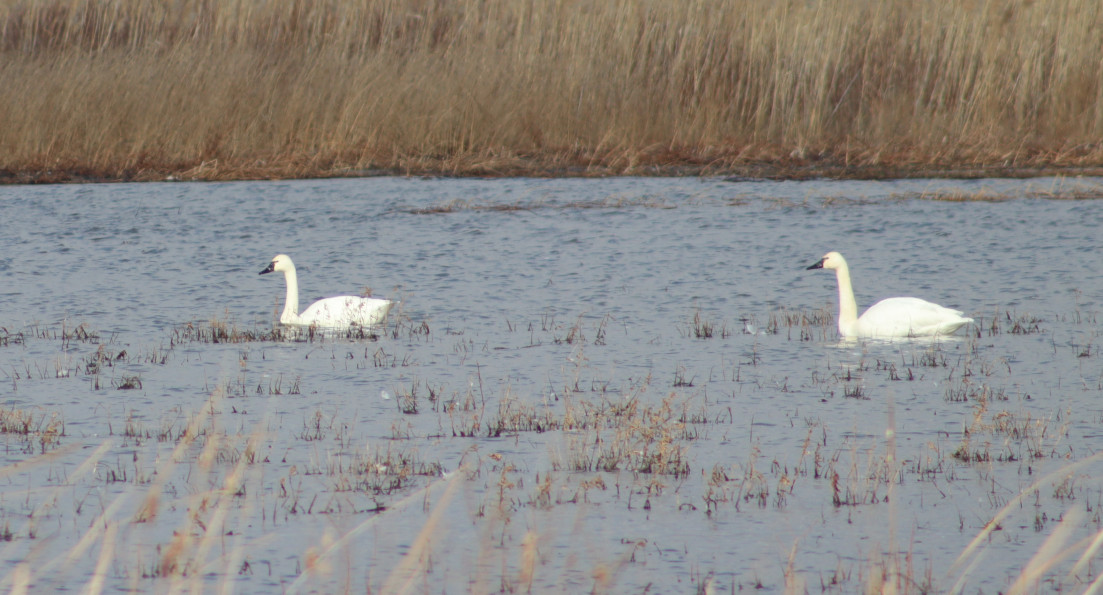 Exploring the Western NY Wilds: Tundra swans – the ultimate sign of ...