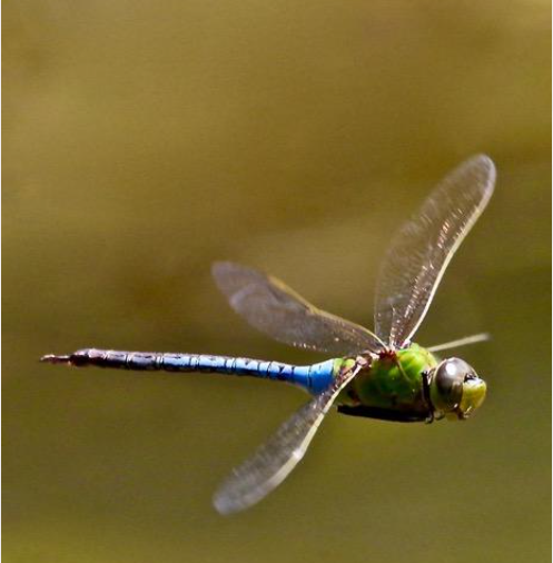 Yates County Sheriff's Office Arrest Report - The KEUKA SUN