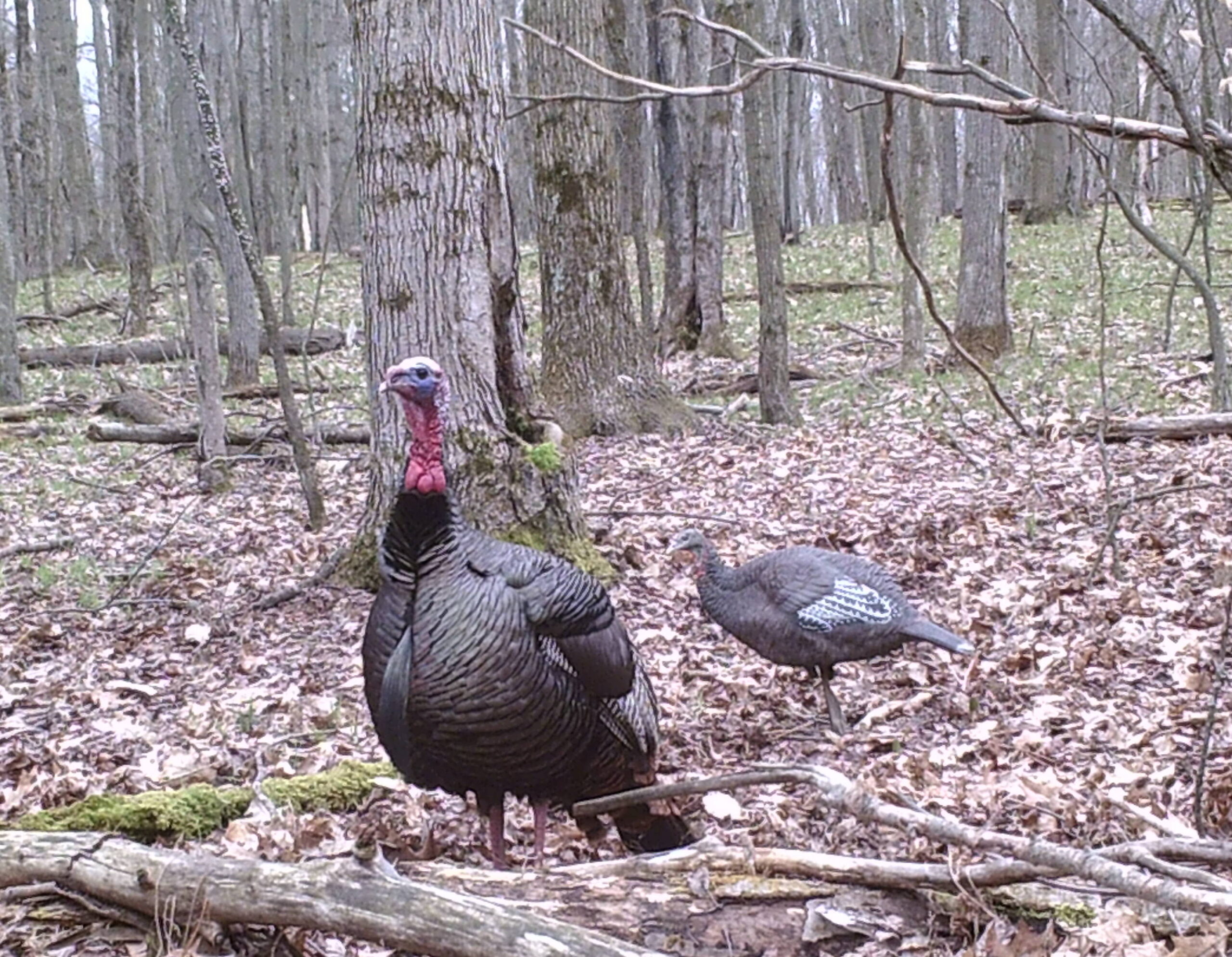 In the Outdoors: Gobbler season opener May 1 • The KEUKA SUN