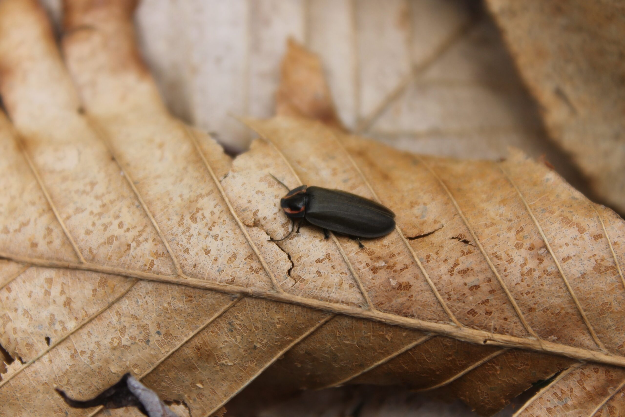 Exploring the Western NY Wilds: Fireflies without the fire • The KEUKA SUN
