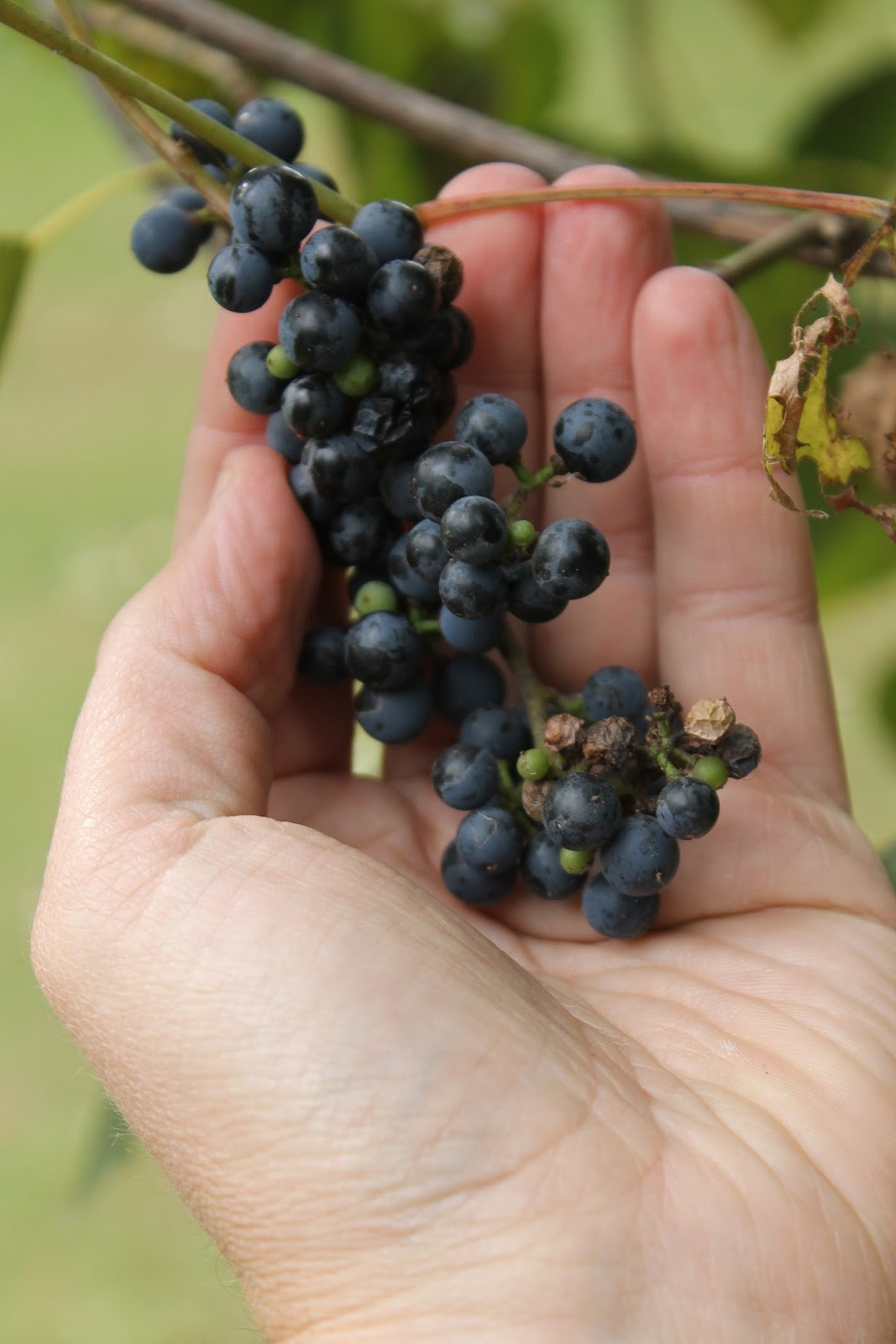 Exploring the Western NY Wilds: Dining on wild grapes • The KEUKA SUN