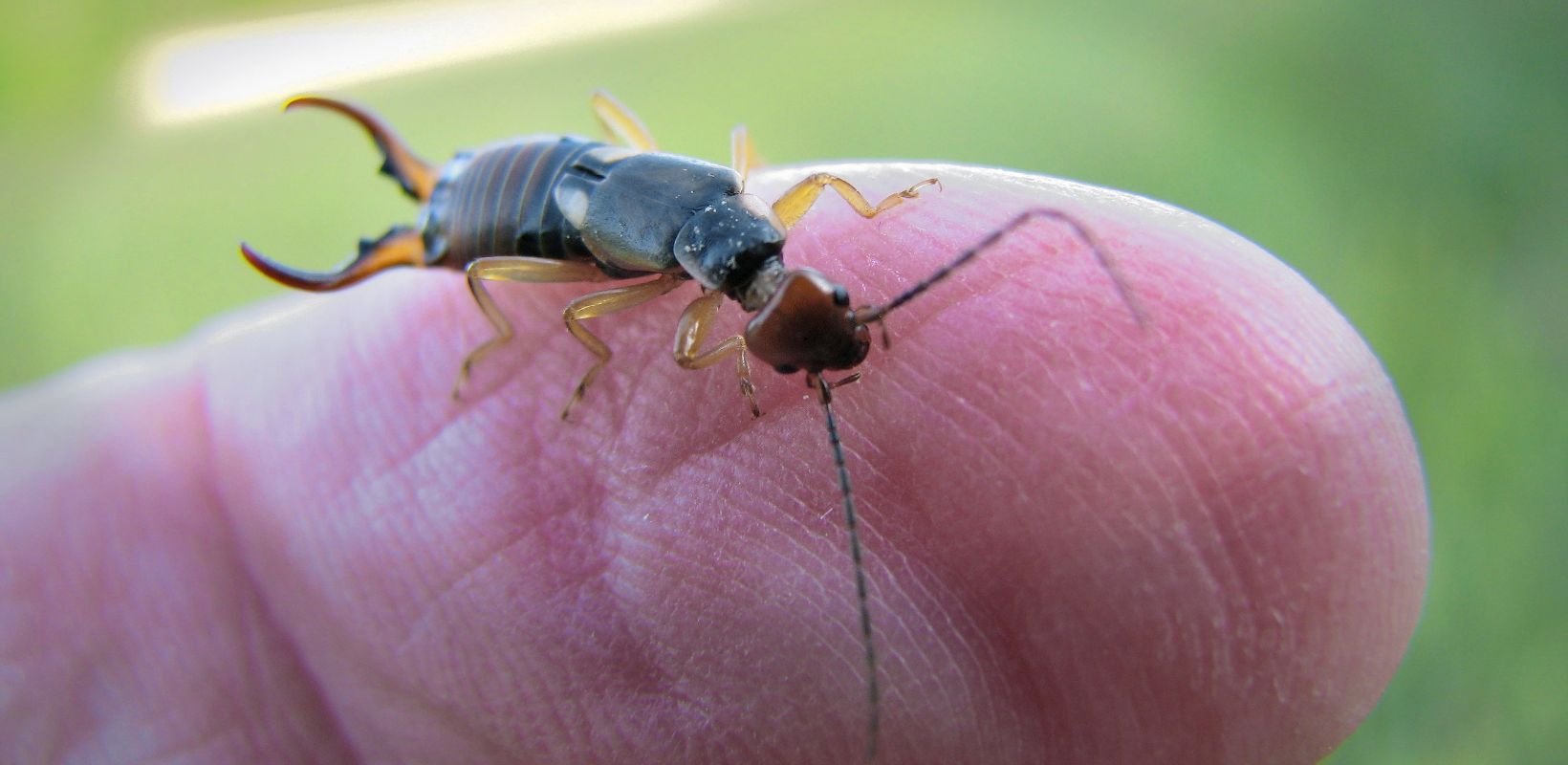 Master Gardener Volunteer Series: What’s Up with the Earwigs? • The ...
