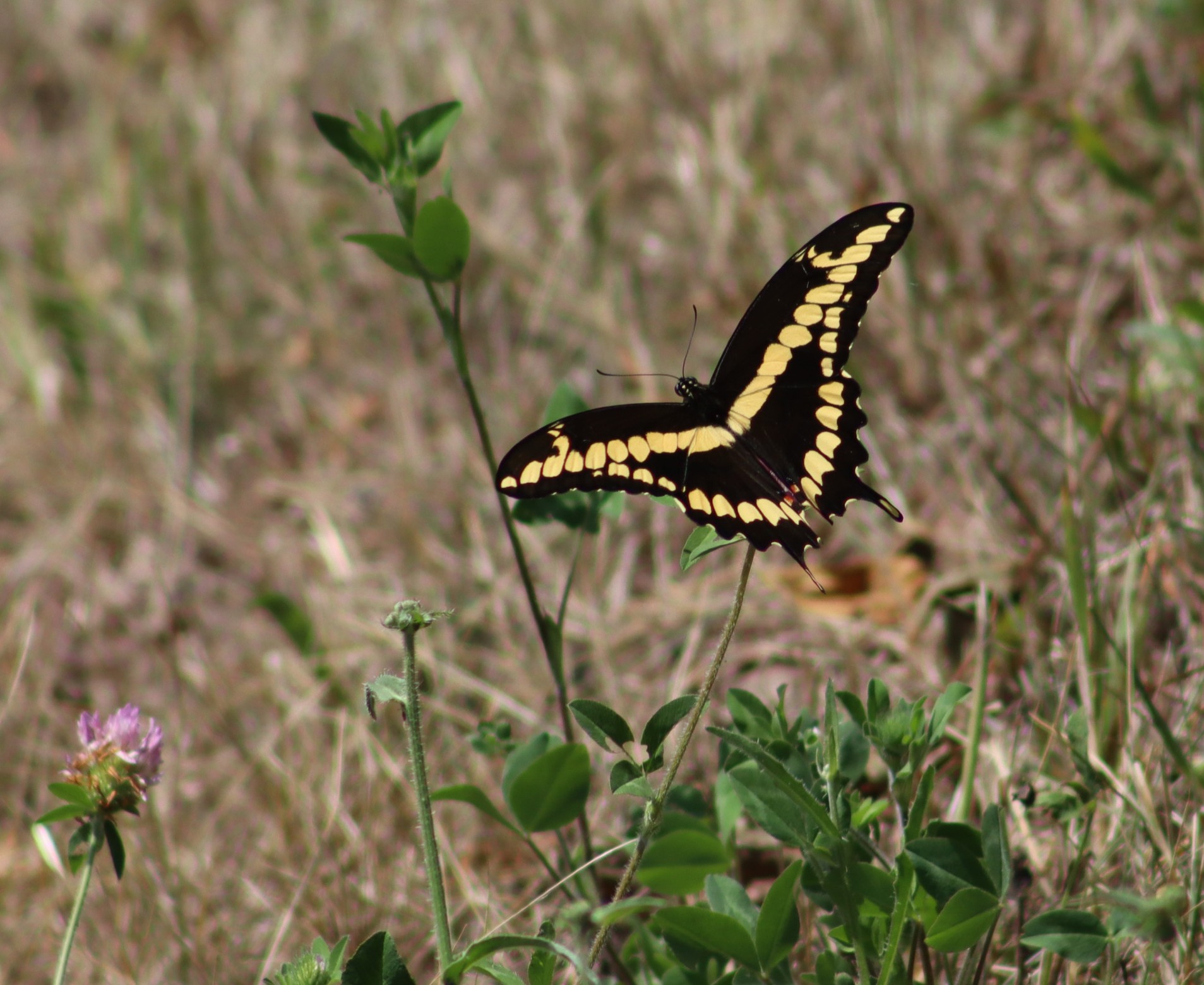 Exploring the Western NY Wilds: Giant swallowtail • The KEUKA SUN