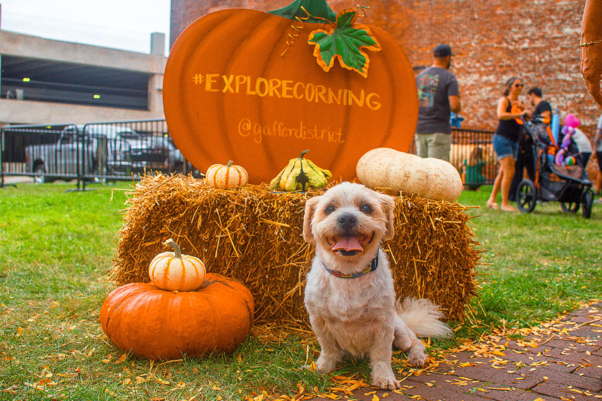 Downtown Corning to Host 2025 HARVEST Festival Next Weekend • The KEUKA SUN