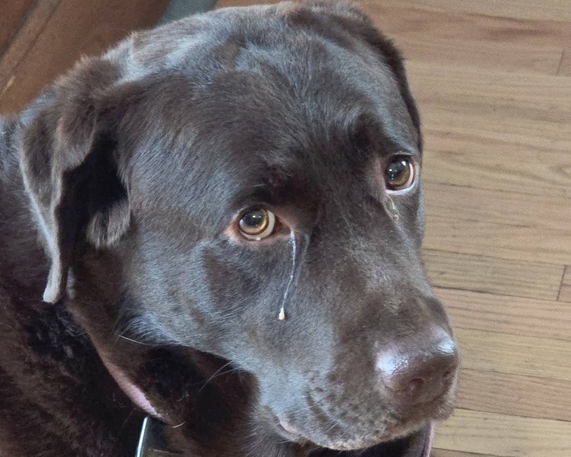 Kear family thanks community for support, mourning loss of dogs • The ...