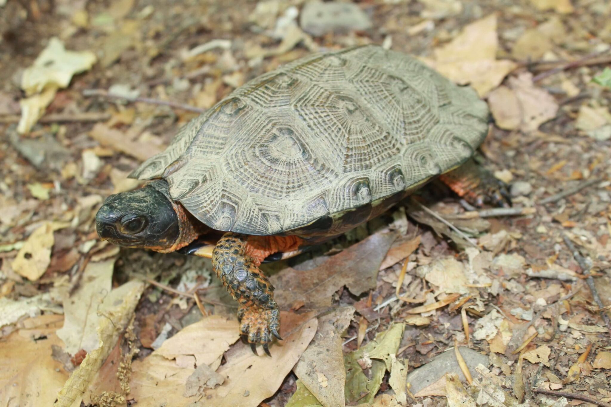 The rare and interesting wood turtle • The KEUKA SUN