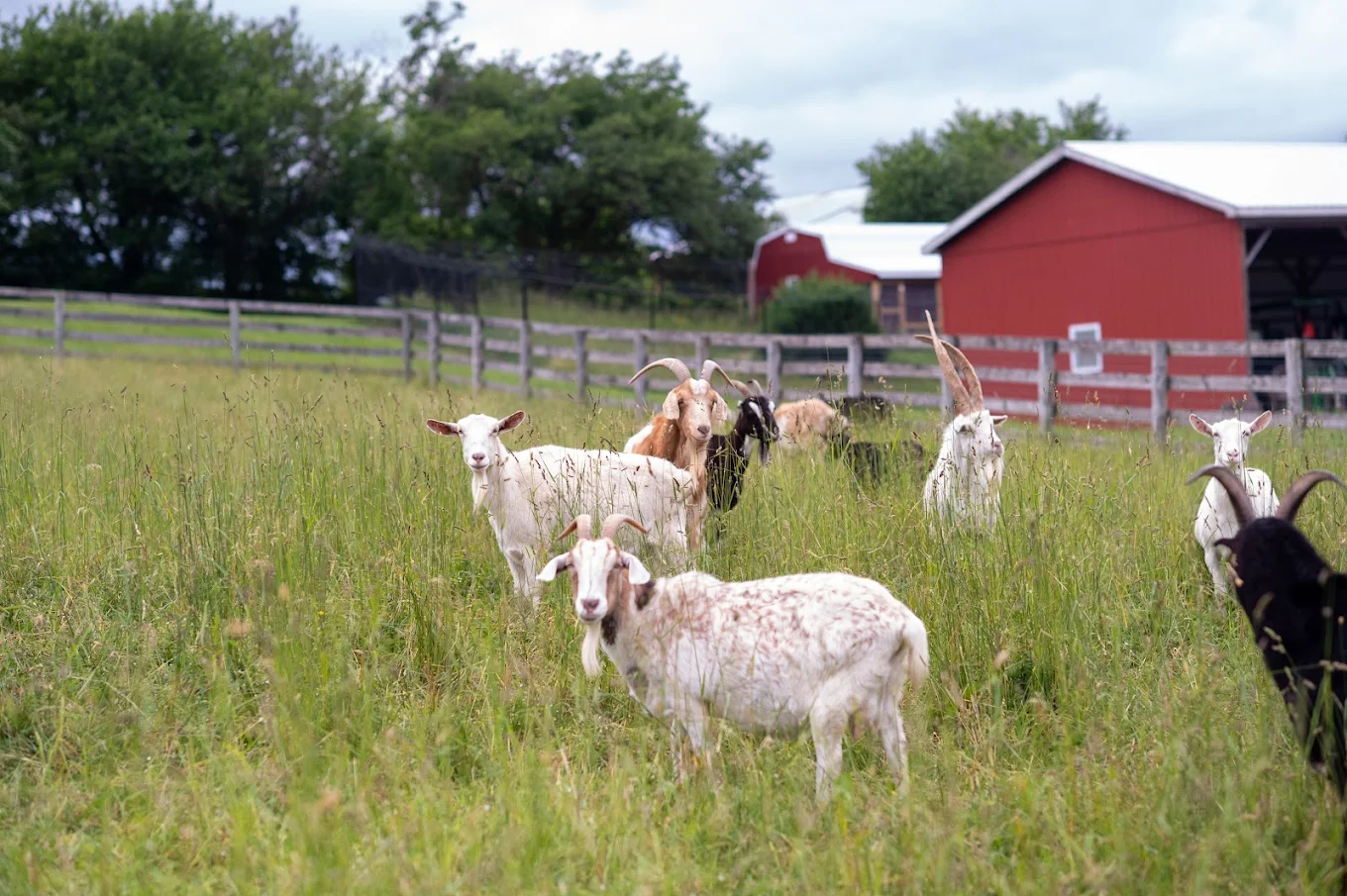 Watkins Glen Farm Sanctuary Opens Season with Guided Tours for ...